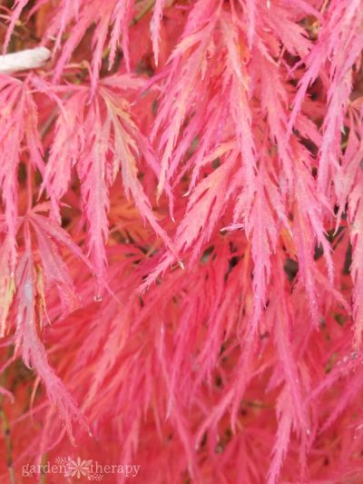 Everything You Need to Know About Growing a Japanese Maple Tree
