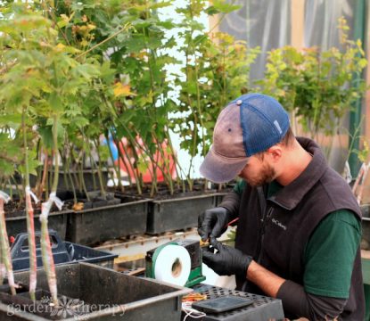 Everything You Need to Know About Growing a Japanese Maple Tree