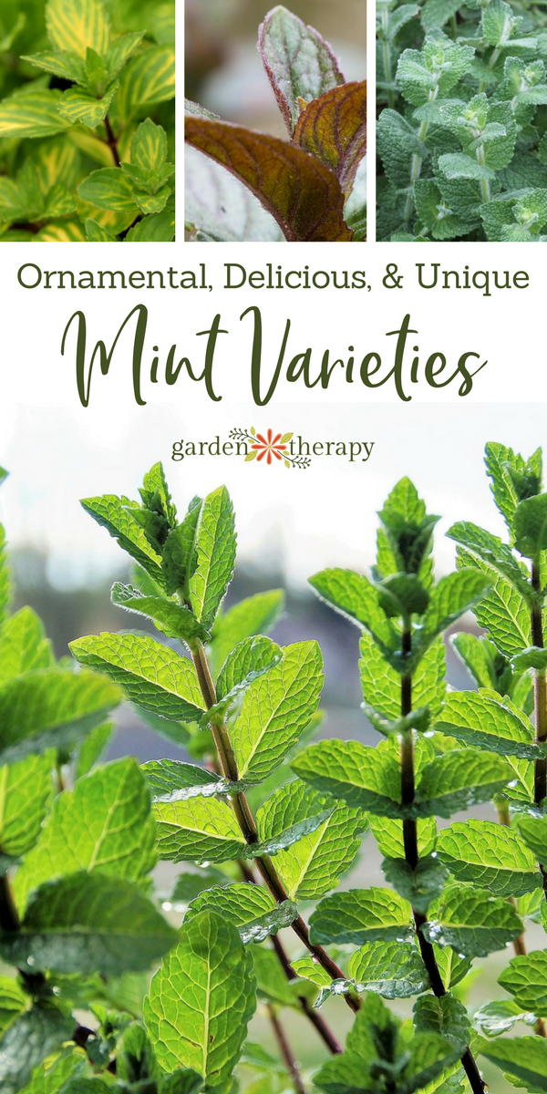 Ornamental, Delicious, and Unique Mint Varieties You Should be Growing ...