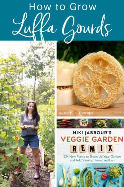 Luffa Gourds: Grow Your Own Shower Loofah - Garden Therapy
