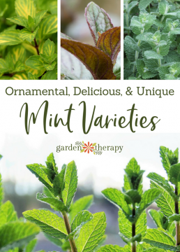 Ornamental, Delicious, and Unique Mint Varieties You Should be Growing ...