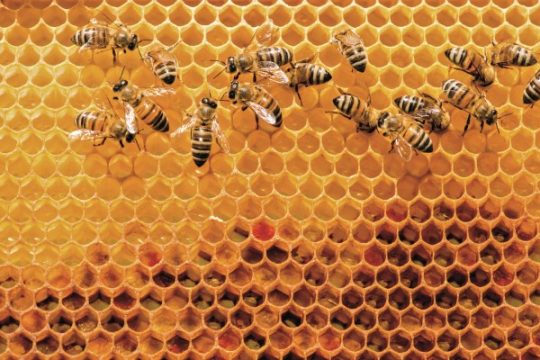 The Amazing Power of Bee Pollen - Garden Therapy