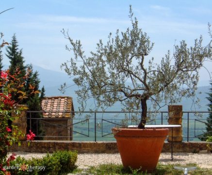 Potted Trees: the Best Container Trees to Grow in Pots - Garden Therapy