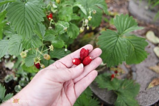 Unique Edible Fruit Plants You Need to Grow in Your Garden - Garden Therapy