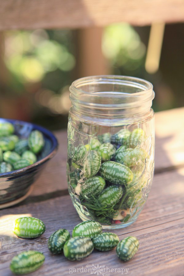 How to Grow Cucamelons AKA Mouse Melons or Mexican Sour Gherkins ...