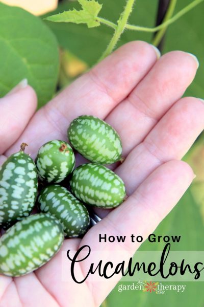 How to Grow Cucamelons AKA Mouse Melons or Mexican Sour Gherkins ...