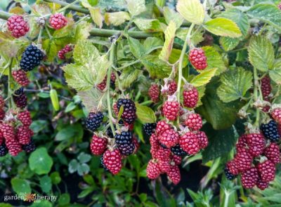 Rare Vegetables and Fruits You Can Only Grow - Garden Therapy