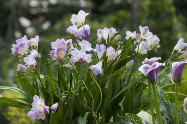 Top 22 Fragrant Flowers For a Heavenly Smelling Garden