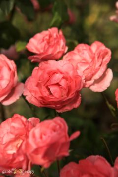Top 22 Fragrant Flowers For a Heavenly Smelling Garden