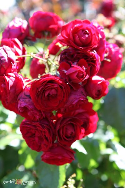 7 Fascinating Plants and Flowers of Greek Mythology - Garden Therapy