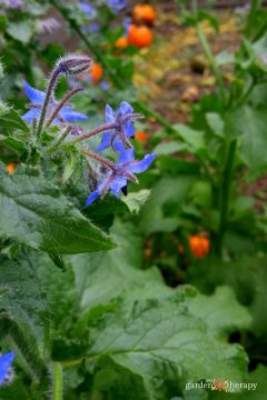 The Herbal Guide to Borage: Growing and Usage - Garden Therapy