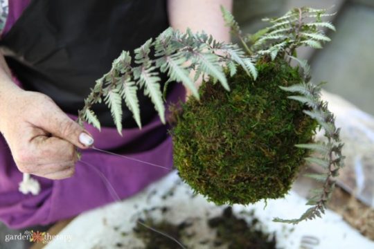 Create an Urban Floating Forest with Ferns and Kokedama - Garden Therapy
