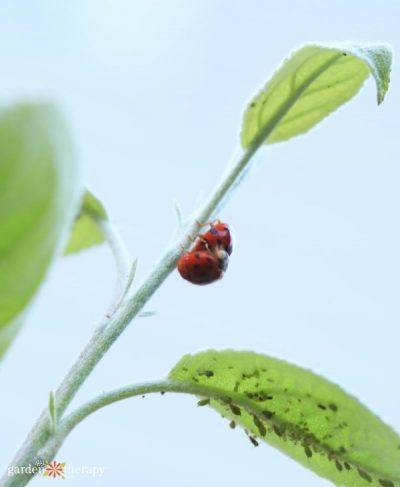 How to Attract Ladybugs to Your Garden + Why You Should