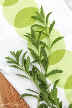 Stevia Plant: How to Grow, Harvest, and Use Stevia Leaves