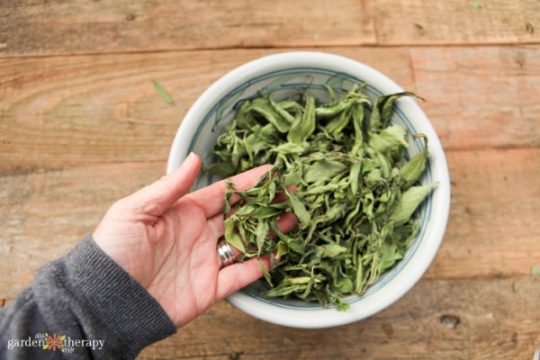 Stevia Plant: How to Grow, Harvest, and Use Stevia Leaves