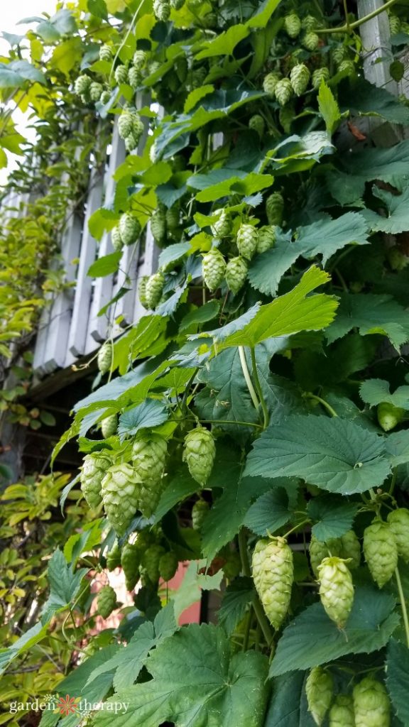 Herbal Guide to Hops: Growing, Harvesting, and Using Hops Plant ...