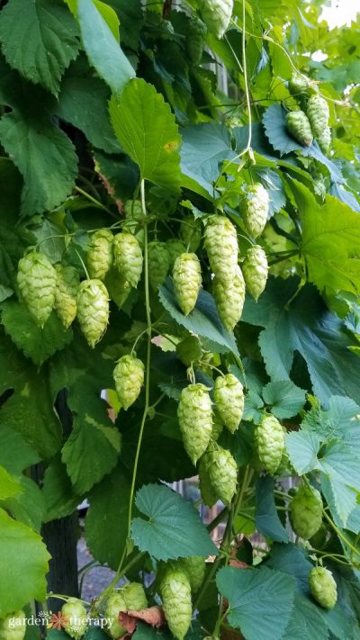 Herbal Guide to Hops: Growing, Harvesting, and Using Hops Plant ...
