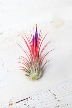 What Type of Air Plant do I have? Identify and Care for Common Varieties