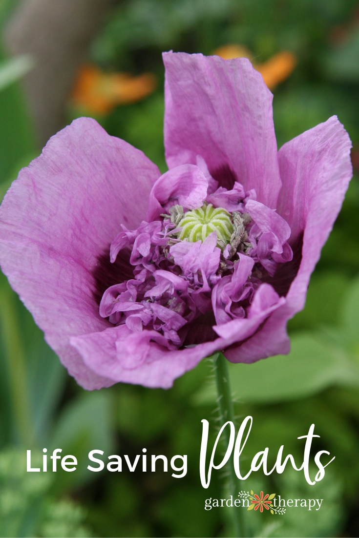 Life-Saving Plants: Plant-Derived Modern Medicine - Garden Therapy