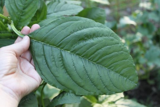 Amazing Amaranth: All About this Leafy Green, Grain, and Superfood ...
