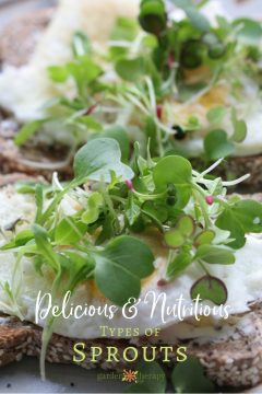Easy, Nutritious, and Yummy: Three Ways to Grow Sprouts - Garden Therapy