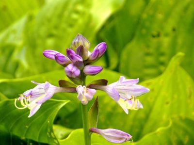 The Essential Guide to Growing Hostas, the Shade Garden Beauty - Garden ...