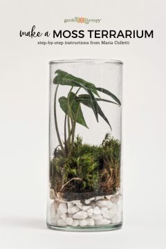 Creating a Moss Terrarium Garden for Gorgeous Green Indoor Decor ...