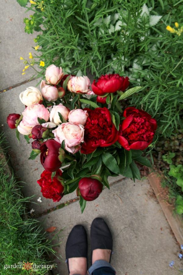 Perfect Peonies: How to Grow, Harvest, and Show Off Garden Peonies
