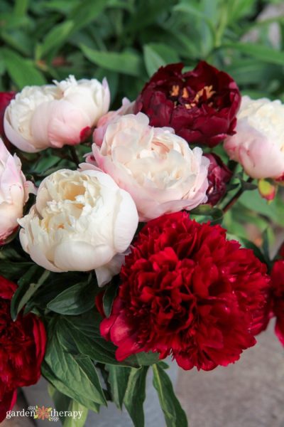 Perfect Peonies: How to Grow, Harvest, and Show Off Garden Peonies