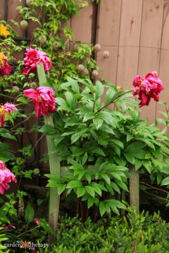 Perfect Peonies: How to Grow, Harvest, and Show Off Garden Peonies