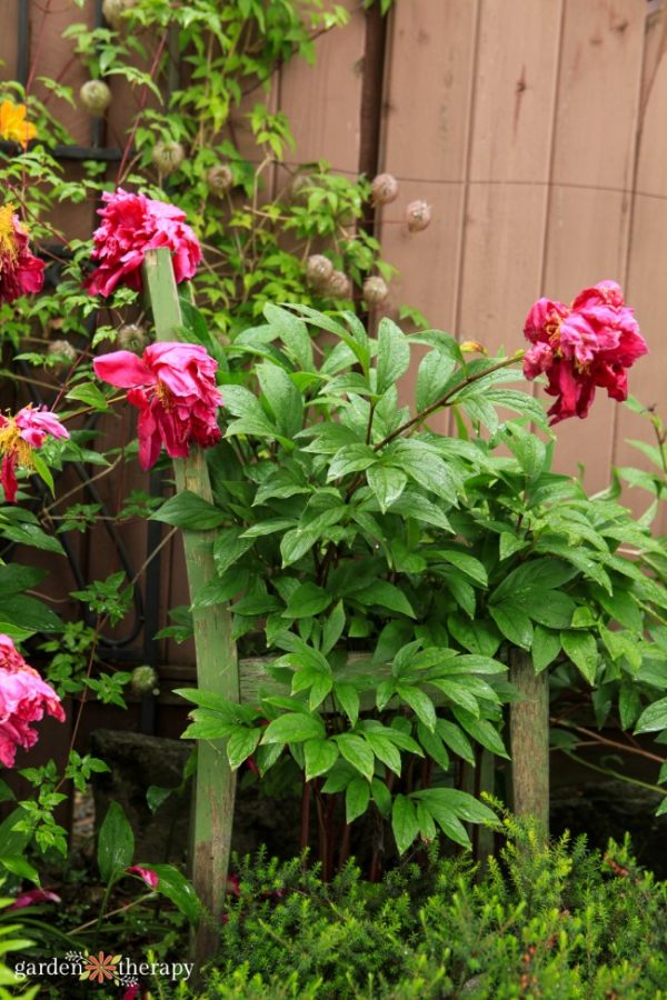 Perfect Peonies: How to Grow, Harvest, and Show Off Garden Peonies