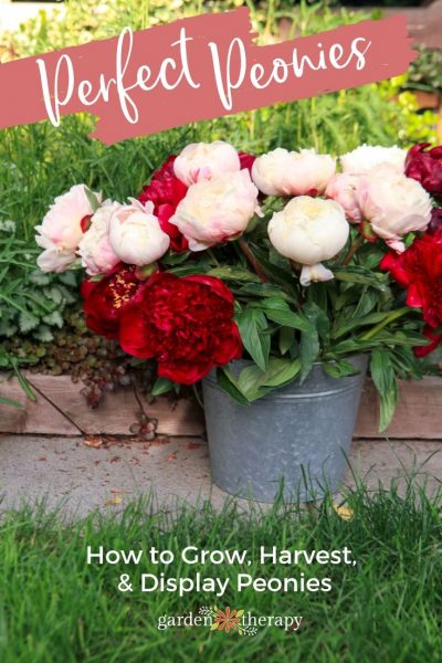 Perfect Peonies: How to Grow, Harvest, and Show Off Garden Peonies