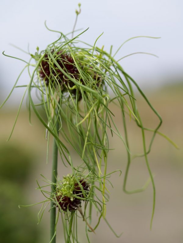 All About Alliums! Growing Ornamental and Edible Alliums - Garden Therapy