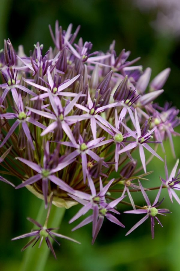 All About Alliums! Growing Ornamental and Edible Alliums - Garden Therapy