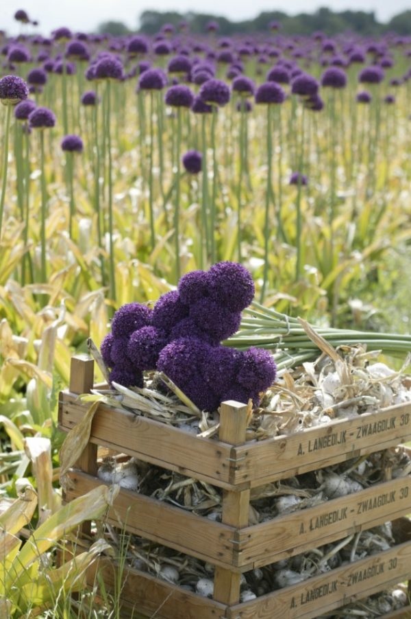 All About Alliums - Garden Therapy