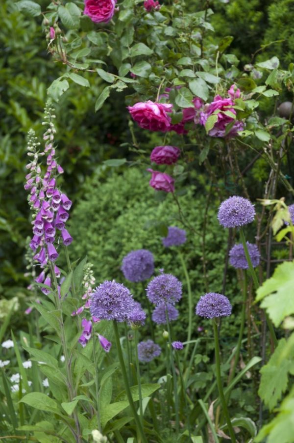 All About Alliums! Growing Ornamental and Edible Alliums - Garden Therapy