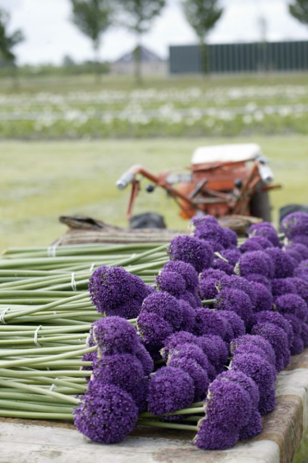 All About Alliums - Garden Therapy