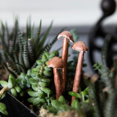 Add Whimsy to Your Terrariums with DIY Clay Mushrooms