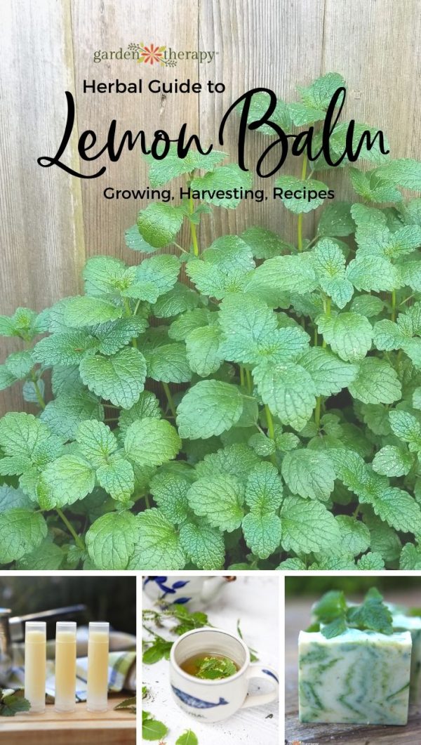 Herbal Guide to Lemon Balm: Grow, Harvest, and Use a Lemon Balm Plant ...