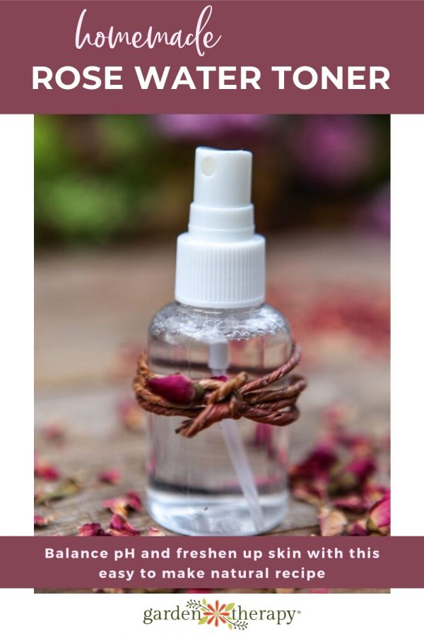 Easy DIY Rose Toner - Garden Therapy