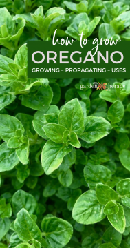Herbal Guide to Oregano: How to Grow & Harvest Origanum vulgare ...
