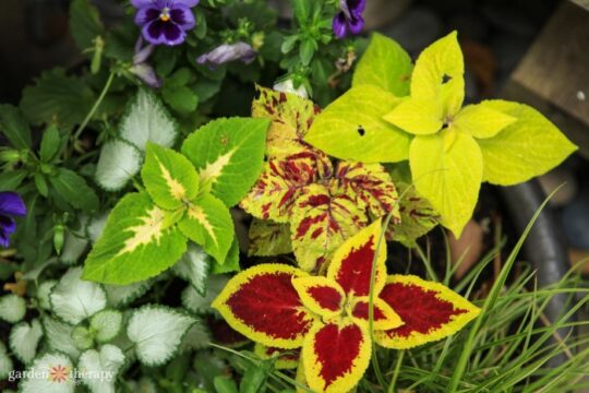 How to Grow Coleus Plants, Inside and Outside! - Garden Therapy