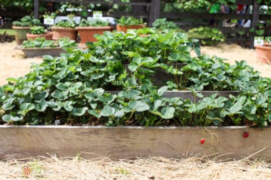 Growing Strawberries: Everything You Need to Know - Garden Therapy