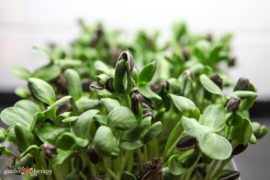 How to Grow Healthy Sunflower Microgreens in 2 Weeks - Garden Therapy
