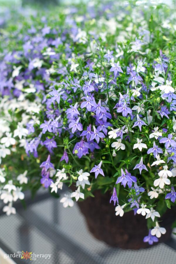 Grow These 46 Vibrant Blue Plants, Flowers, and Fruit in the Garden
