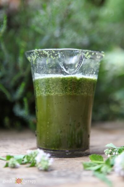 Make Your Own Natural Pest Control Spray with Herbs - Garden Therapy