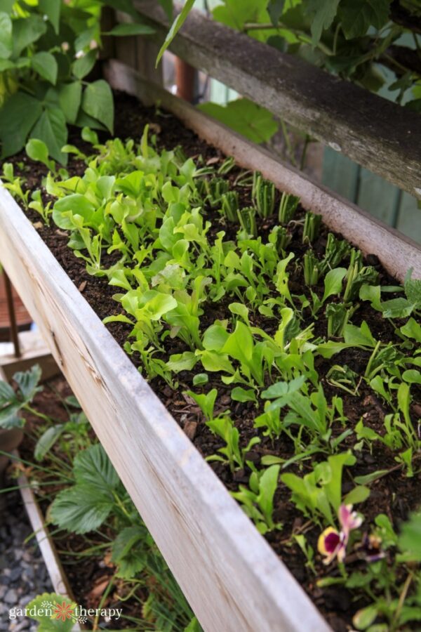 Growing Lettuce in Containers for Endless Leafy Greens - Garden Therapy