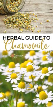 Herbal Guide to Chamomile: Grow & Harvest Chamomile Flowers