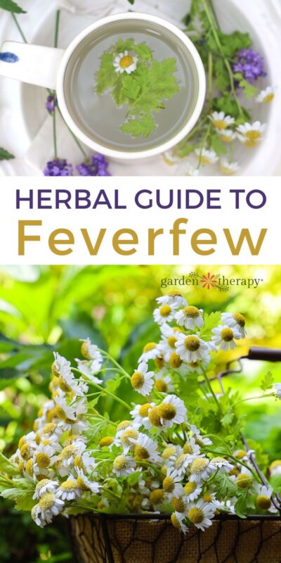 Herbal Guide to Feverfew - Garden Therapy