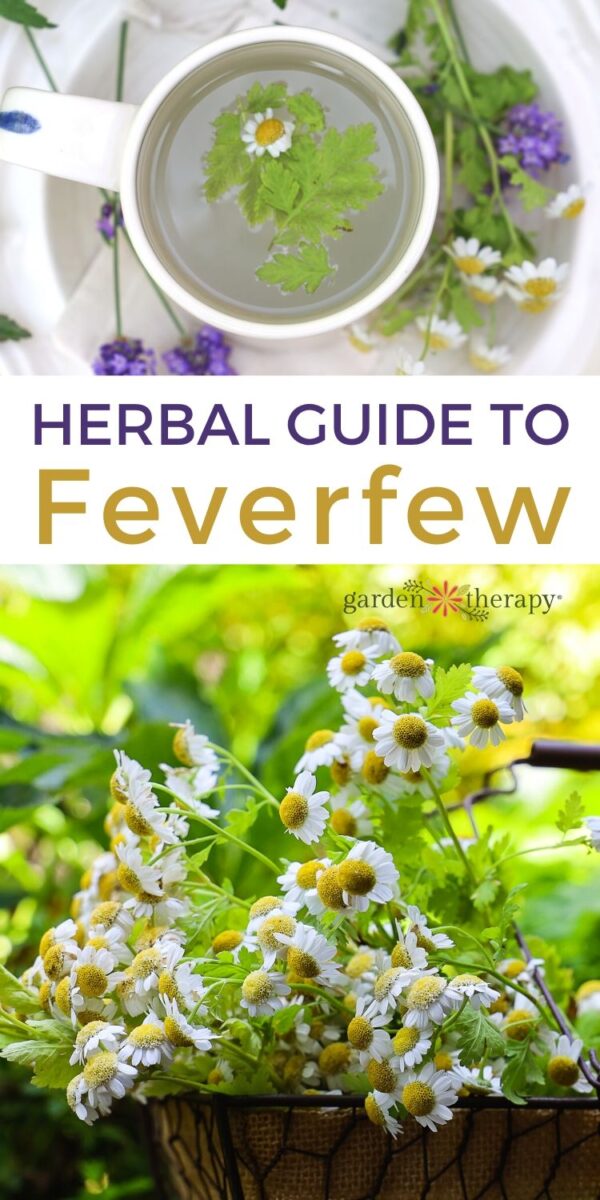 Herbal Guide to Feverfew - Garden Therapy